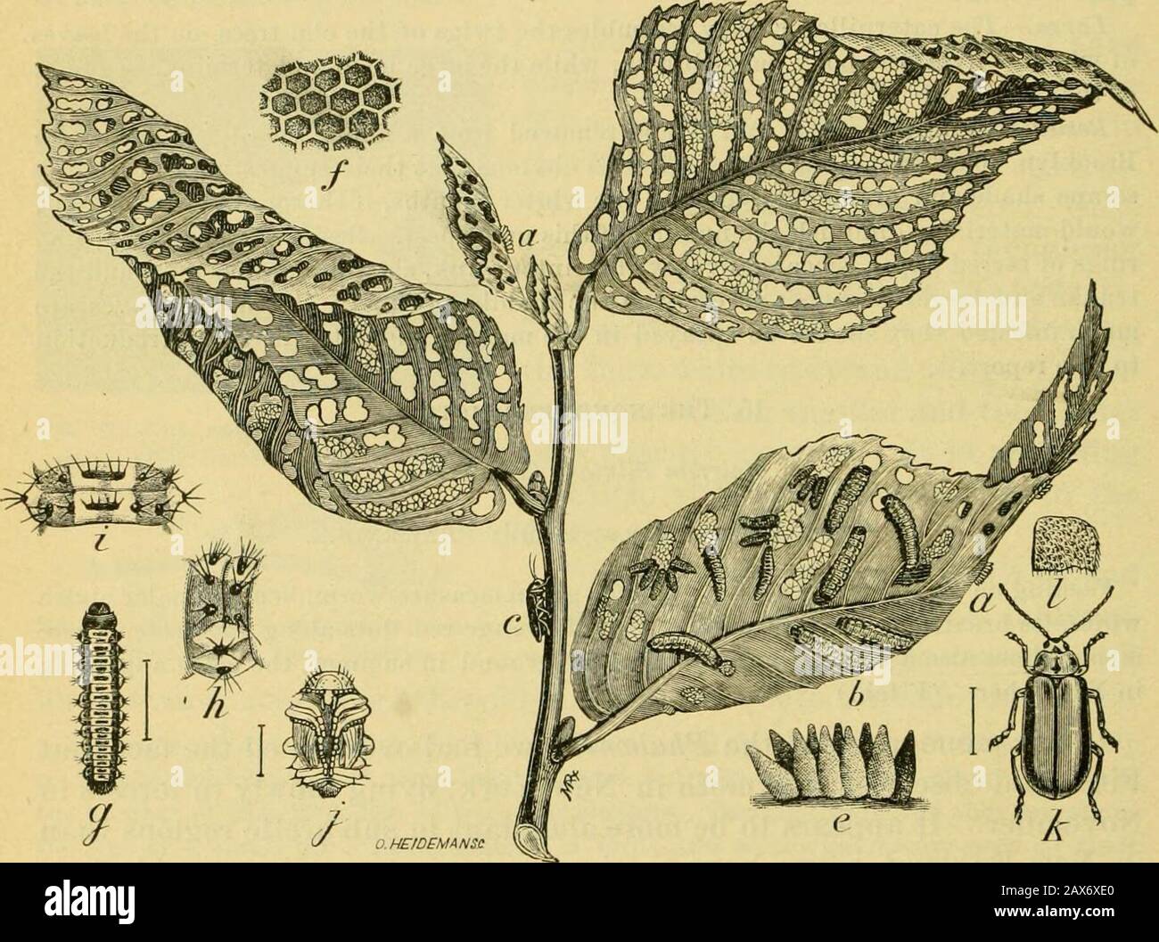 Eight distinct insects hi-res stock photography and images - Alamy