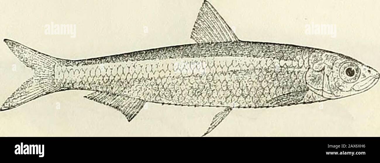 Gill rakers hi-res stock photography and images - Alamy