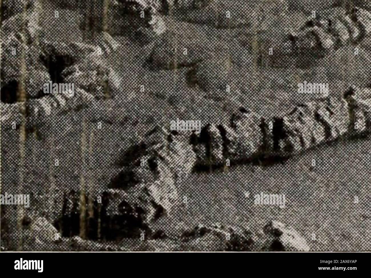 Campbell's new revised third edition complete guide and descriptive ...