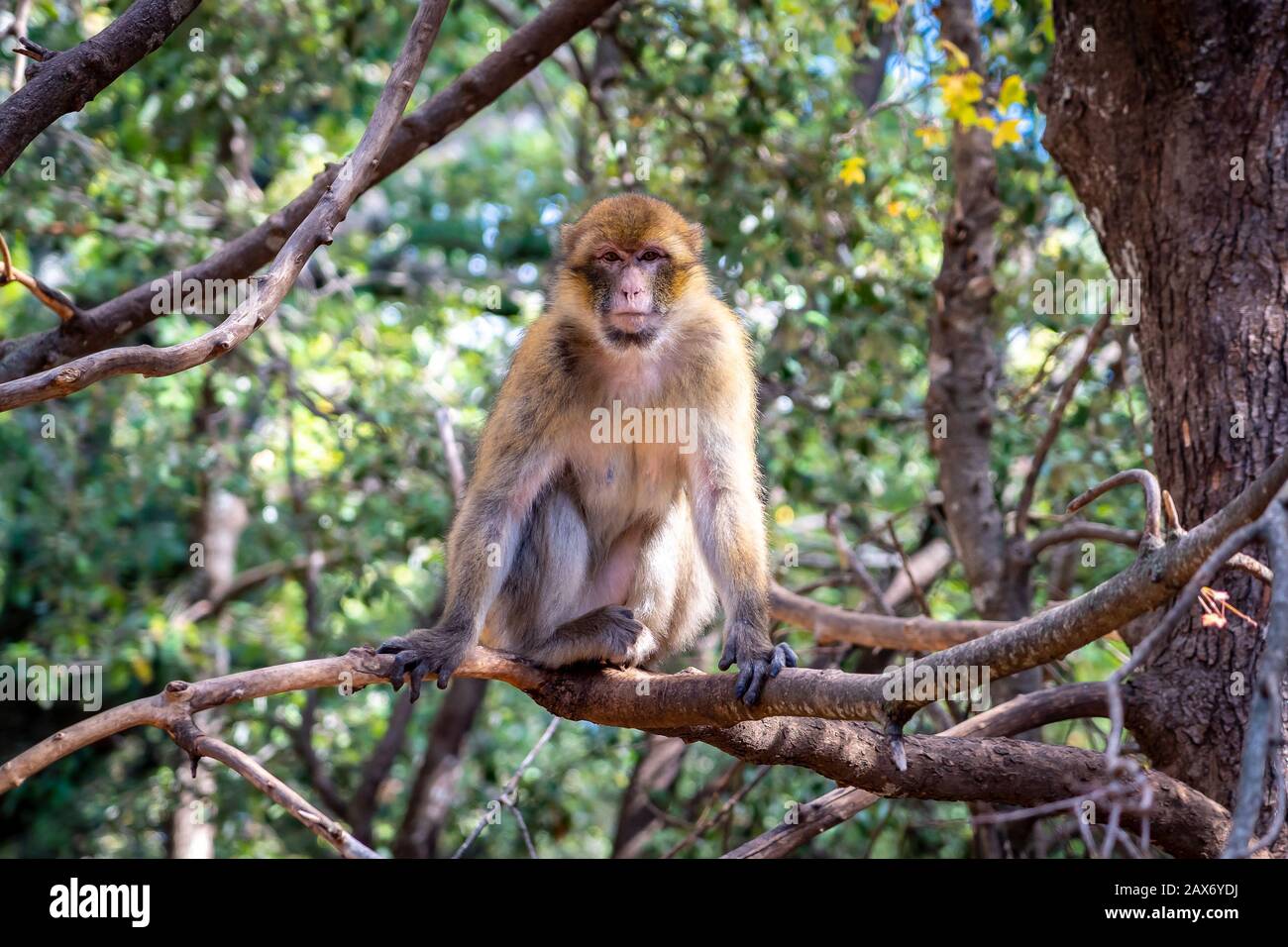 Monkey sitting on the tree hi-res stock photography and images - Alamy