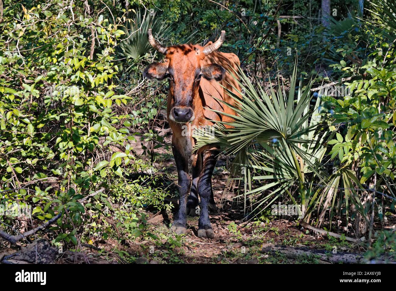 Bull walking in a forest with a lot of green plants Stock Photo - Alamy