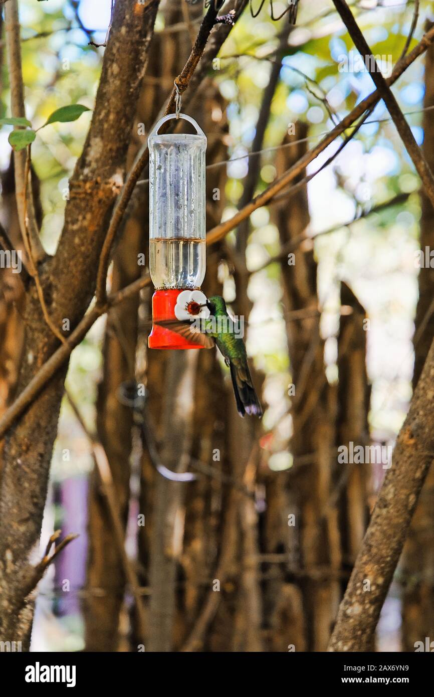 Cute swallow bird playing with a lamp hanging on a tree with a blurred ...