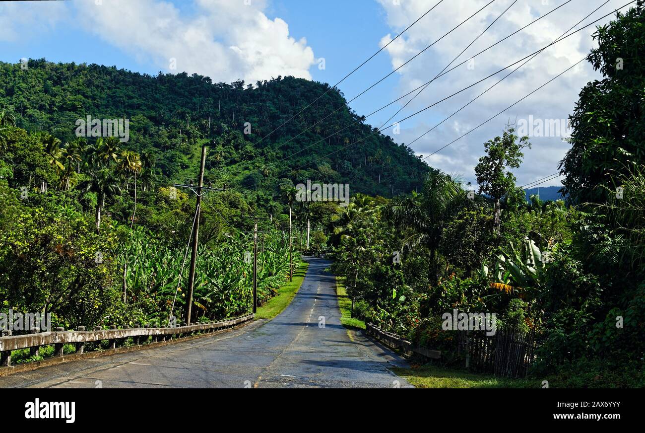 Narrow road surrounded by beautiful greenery under a cloudy sky Stock ...