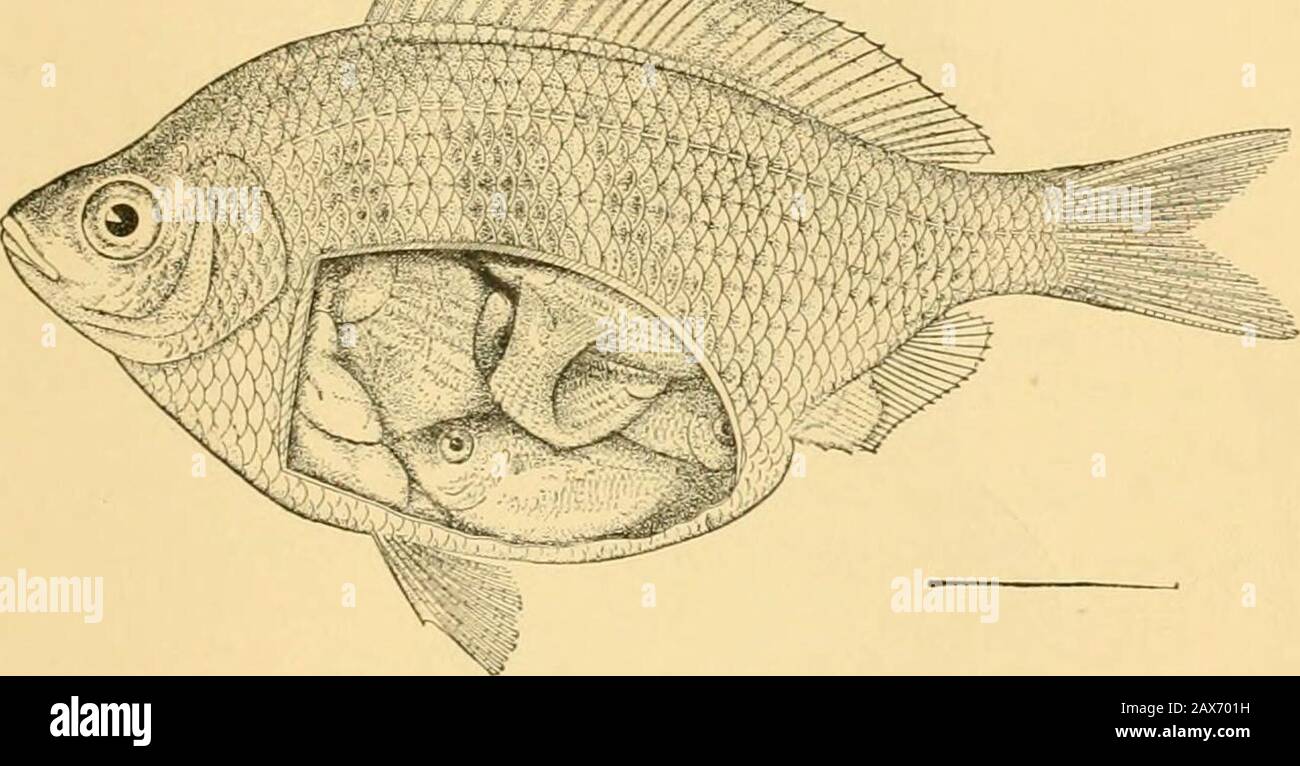 Ovoviviparous Fish
