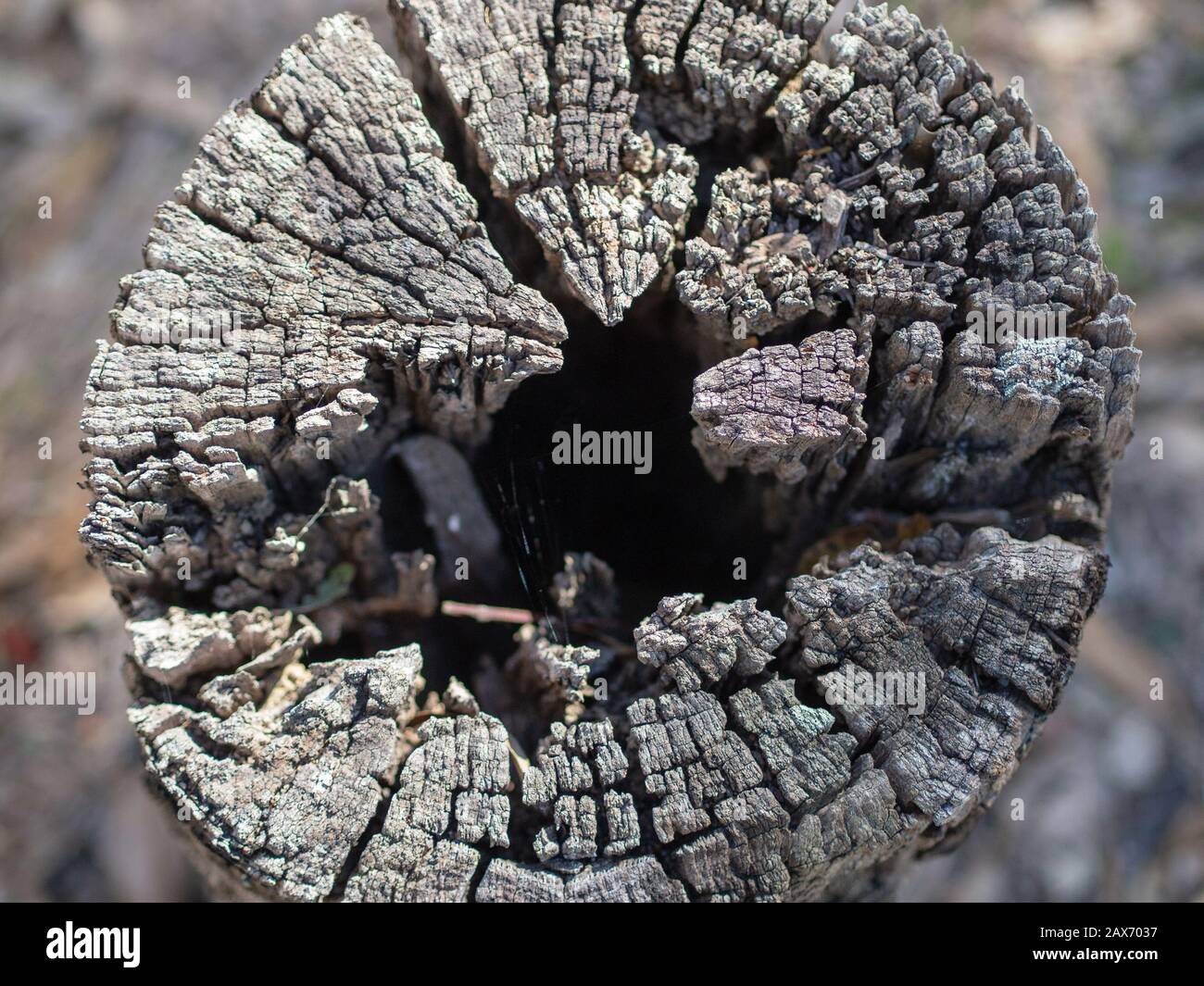A closeup of old tree lumber under the lights with a blurry background ...