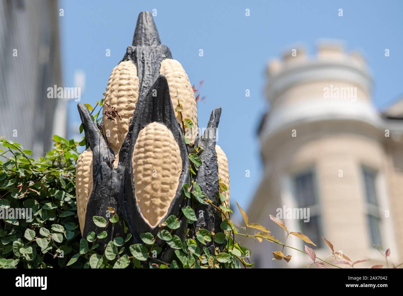 Cornstalk hi-res stock photography and images - Alamy