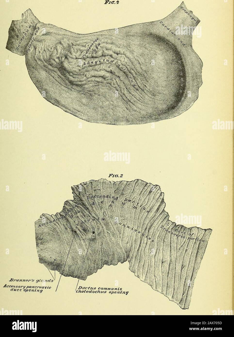 Practical human anatomy [electronic resource] : a working-guide for ...