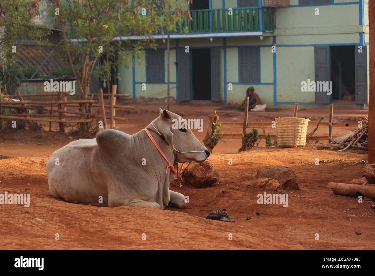 Burmese cow in the village Stock Photo - Alamy