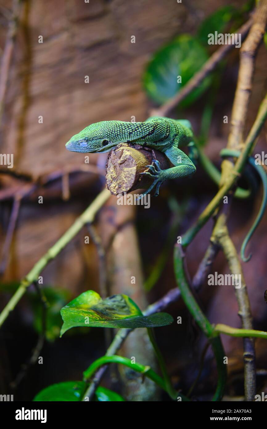 Emerald green monitor on a tree branch under the sunlight with a blurry ...