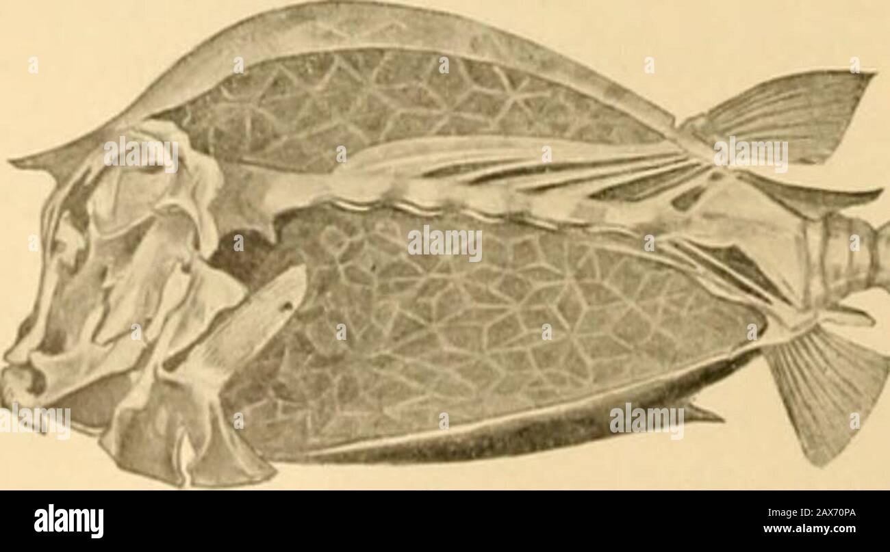 Cow bladder hi-res stock photography and images - Alamy