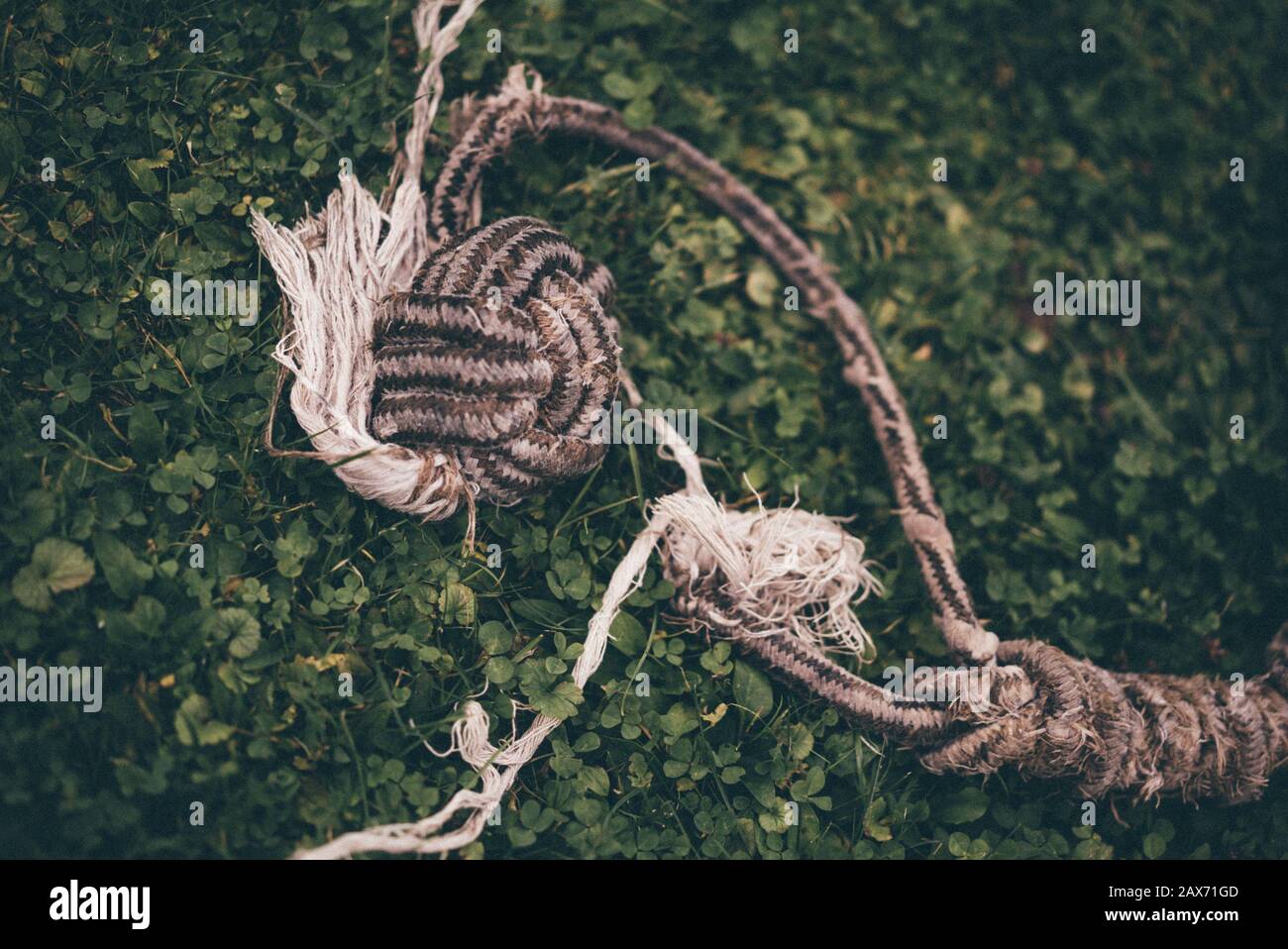 Top view shot of cut ropes lying on the ground full of clovers Stock ...