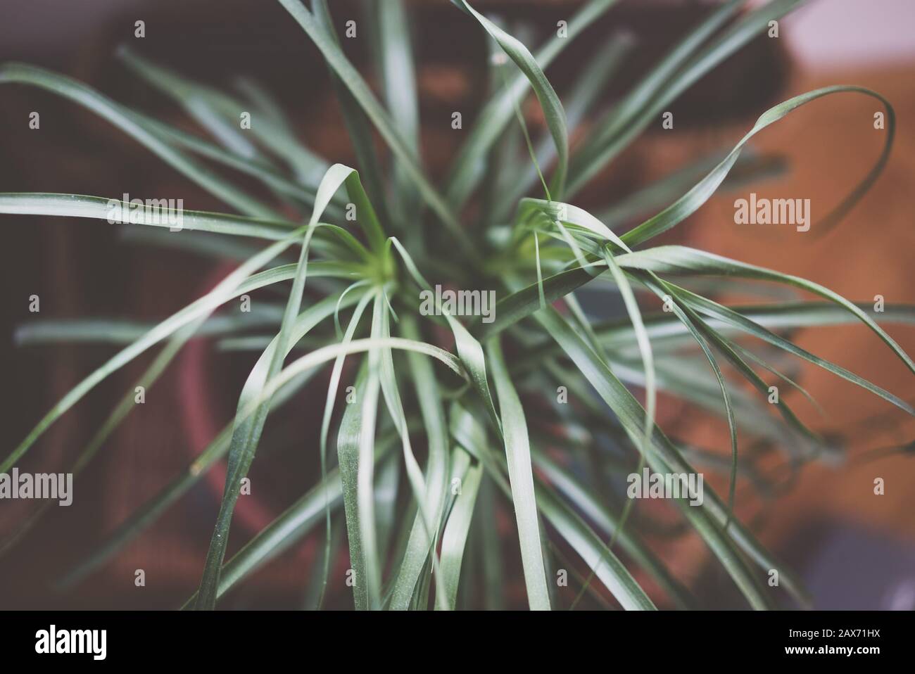 Overhead closeup shot houseplant hi-res stock photography and images ...