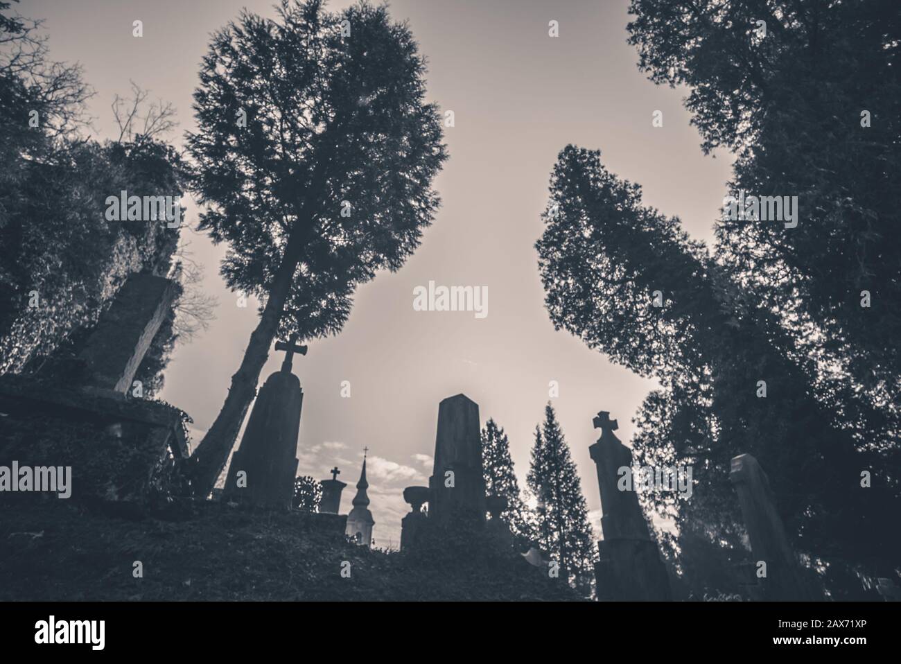 Black and white bottom view shot of trees and gravestones Stock Photo ...