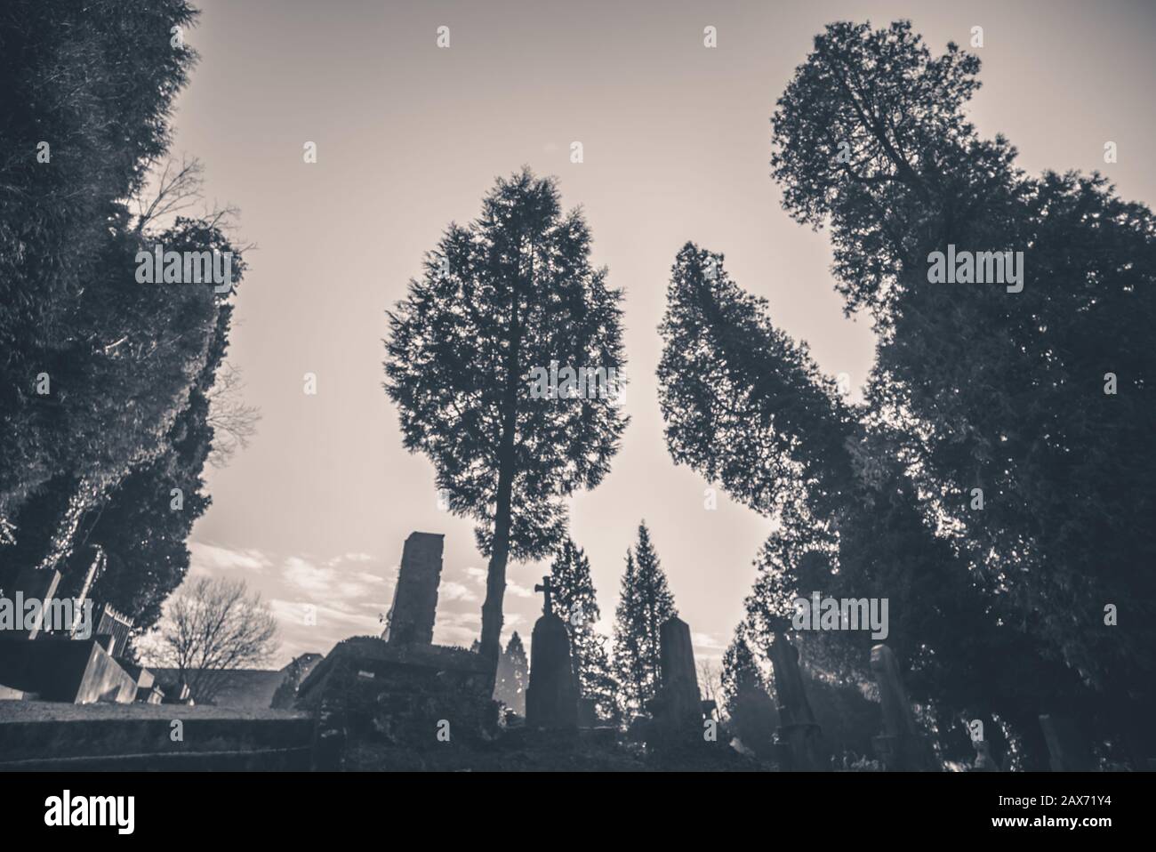 Black and white bottom view shot of trees in the graveyard Stock Photo ...