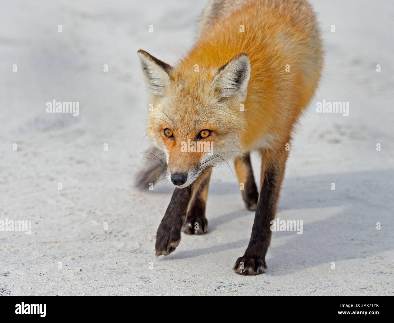 Red Fox Walking on Beach Stock Photo - Alamy