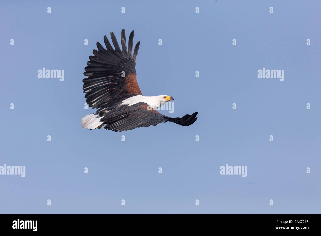 African Fish eagle in flight seen at Masai Mara, Kenya, Africa Stock ...