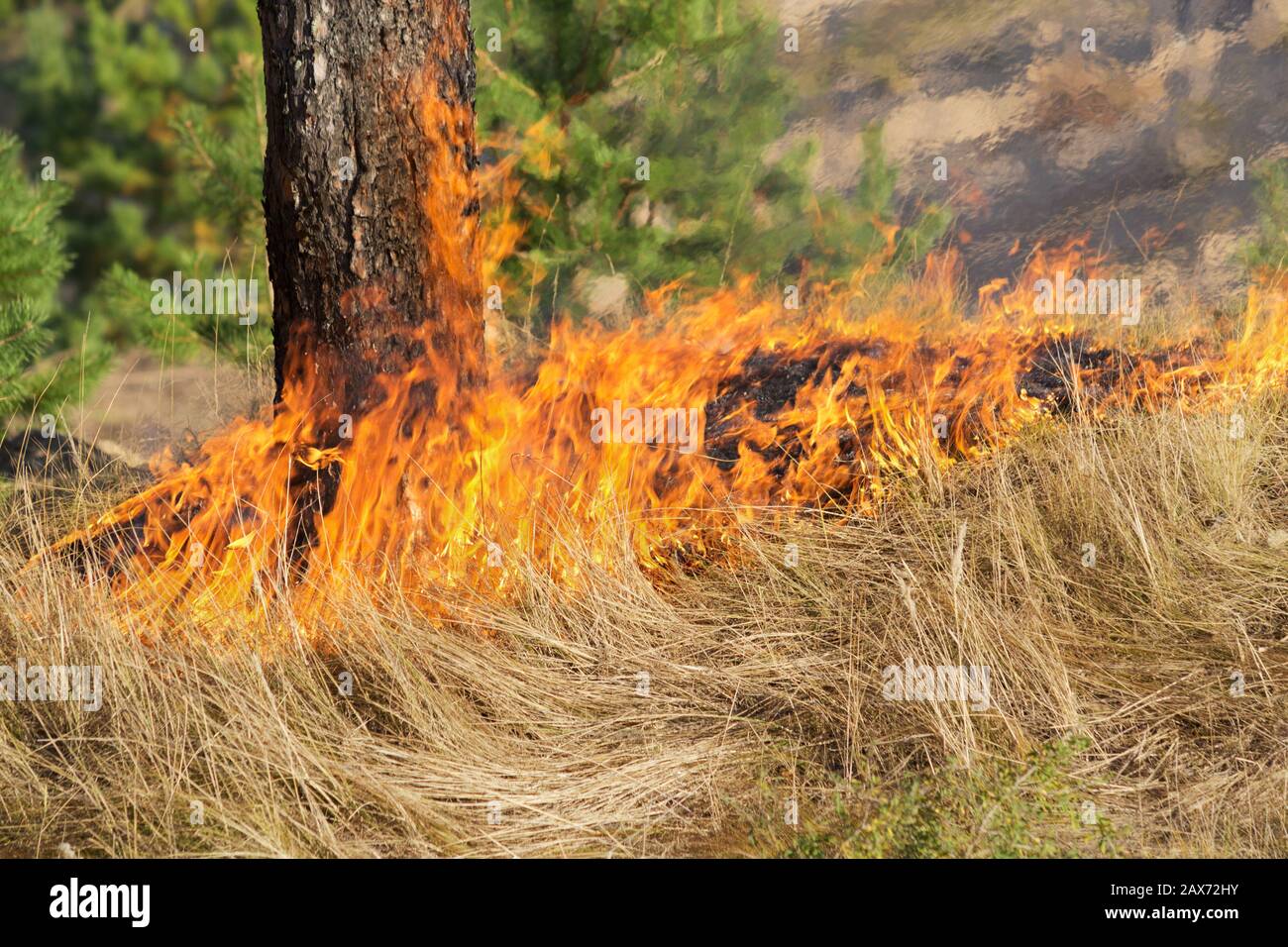 Black forest fire hi-res stock photography and images - Alamy