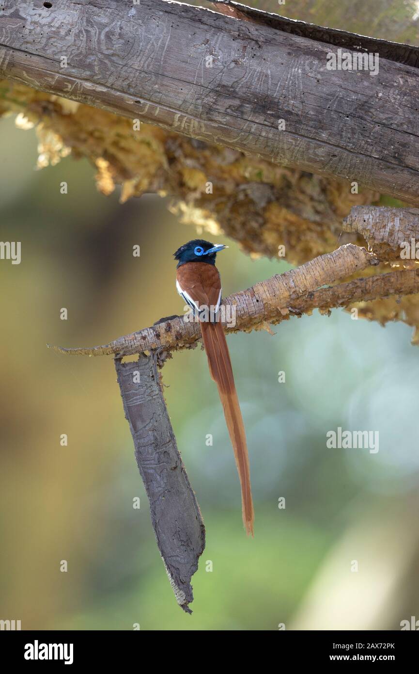 African Paradise Flycatcher seen at Masai Mara, Kenya, Africa Stock ...