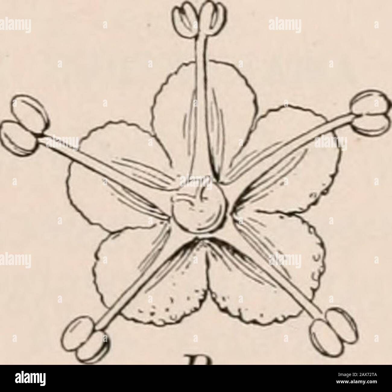 Bergen's botany, key and floraNorthern and central states ed Stock ...