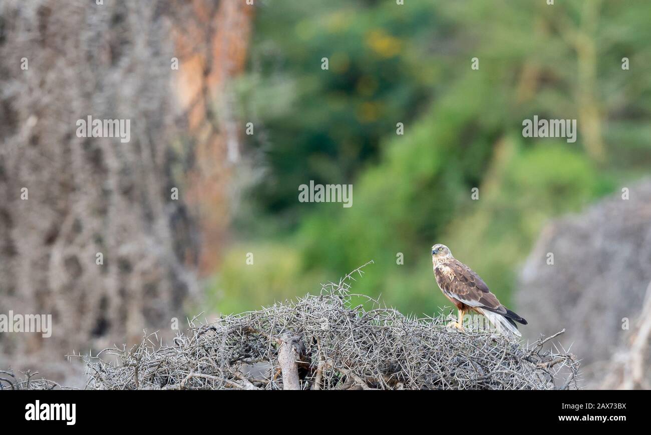 Eurasian Marsh harrier sitting on a dry wood pile at Lake Naivasha ...