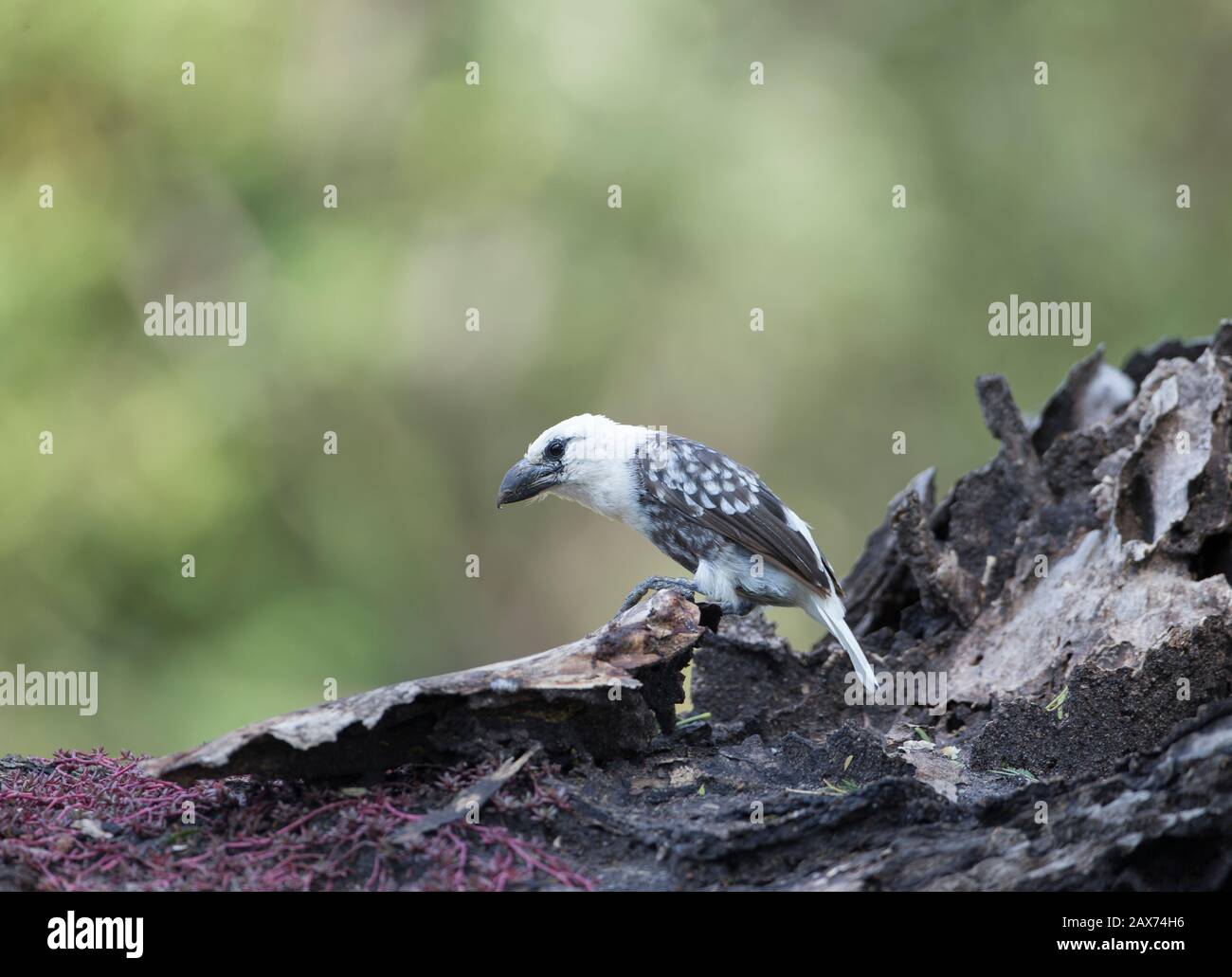 Male white headed pigeon hi-res stock photography and images - Alamy