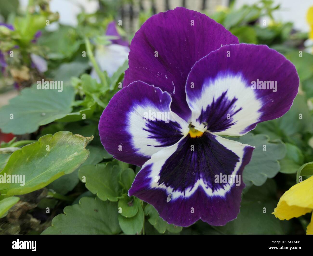 Closeup of colorful pansy flower, The garden pansy is a type of large ...