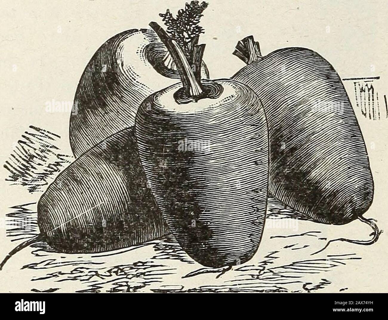 Garrotte hi-res stock photography and images - Alamy