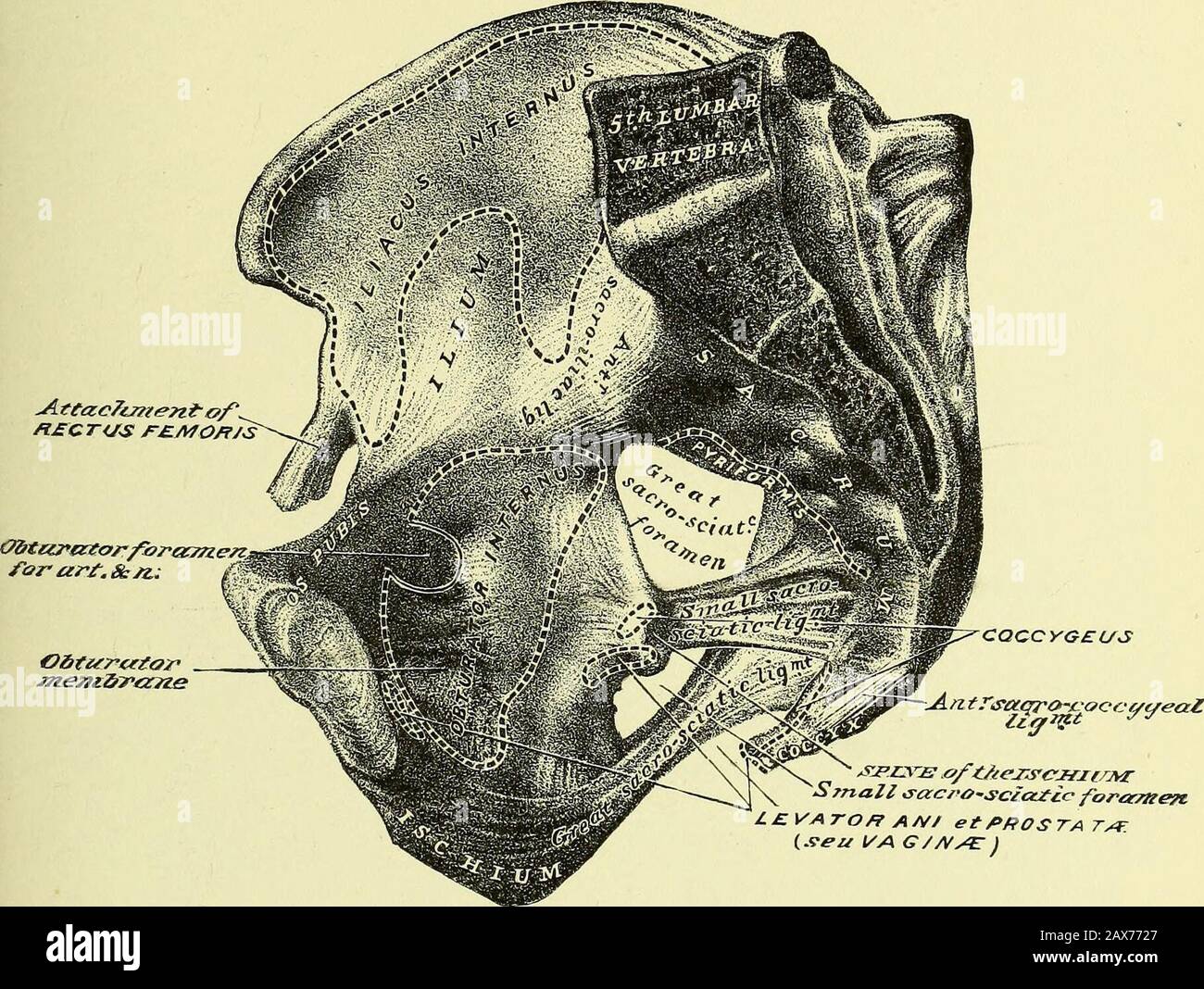 Practical human anatomy [electronic resource] : a working-guide for ...