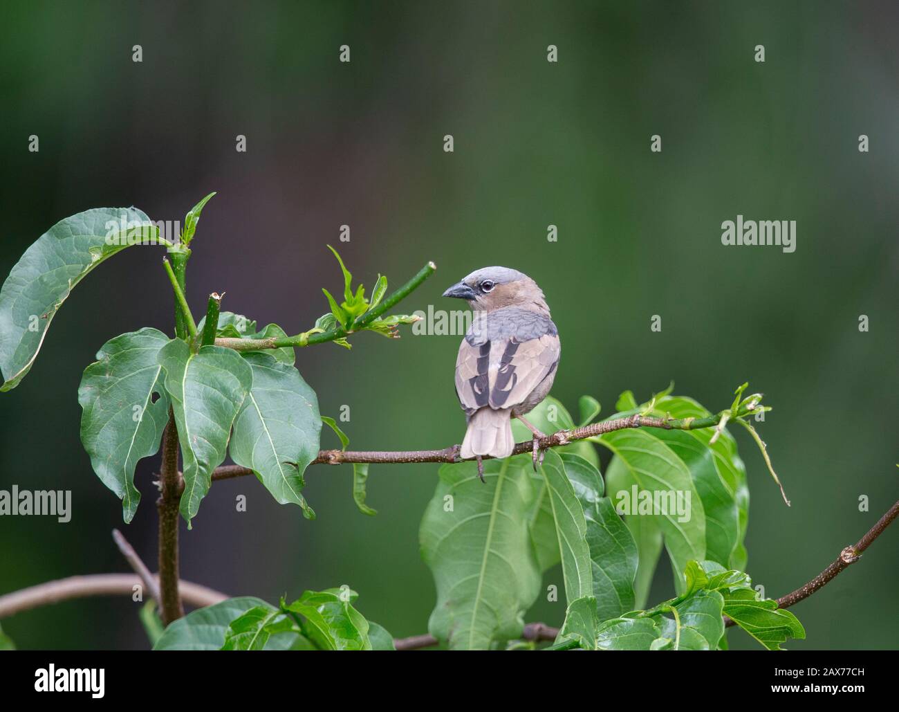 Grey-capped Social Weaver seen sitting on a tree branch at Masai Mara ...