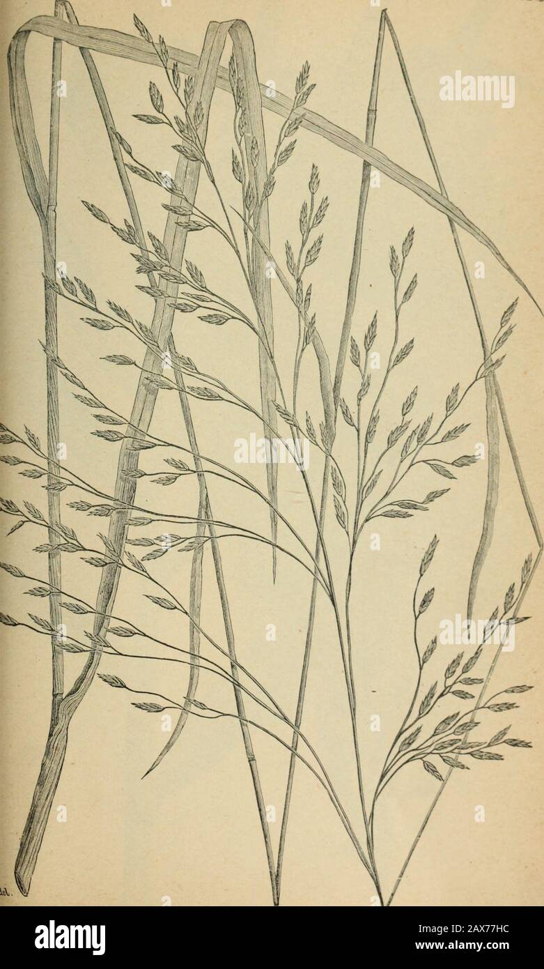 The agricultural grasses and forage plants of the United States; and ...