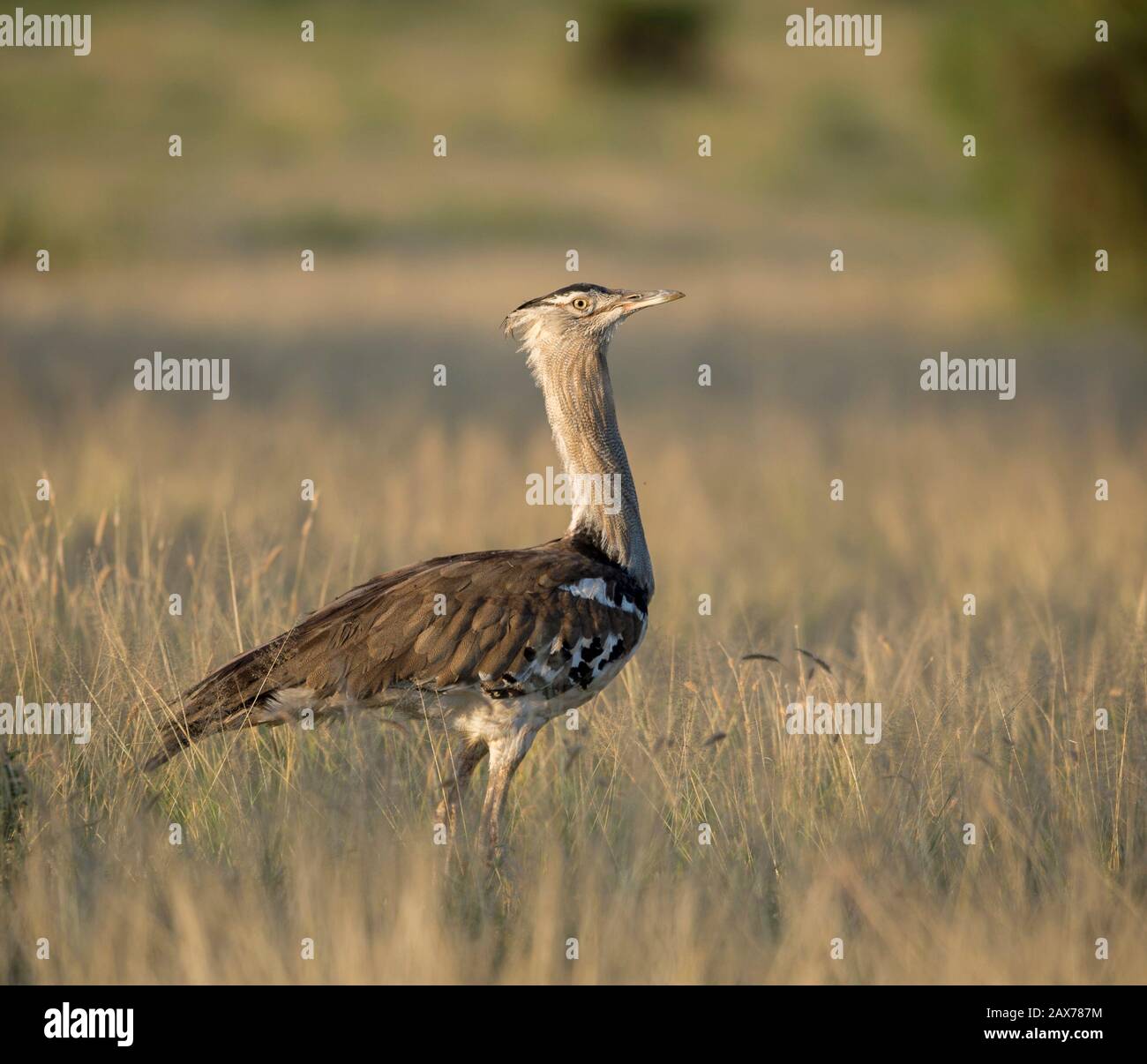 Female kori bustard hi-res stock photography and images - Alamy