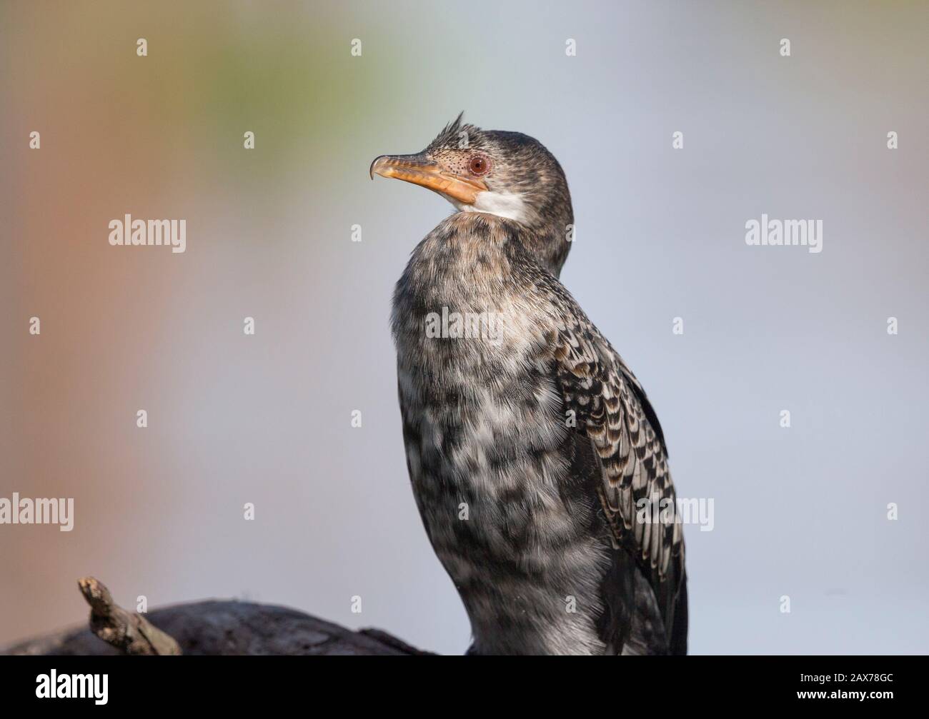Long tailed or Reed Cormorant seen near Lake Naivasha in Kenya Stock ...