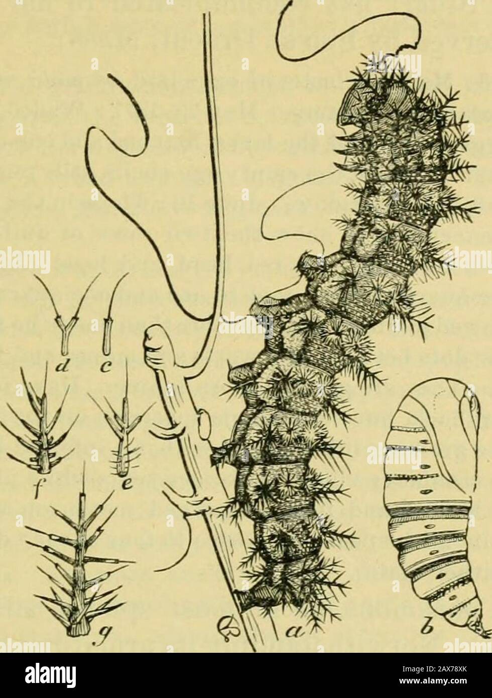 Californias State Insect Name