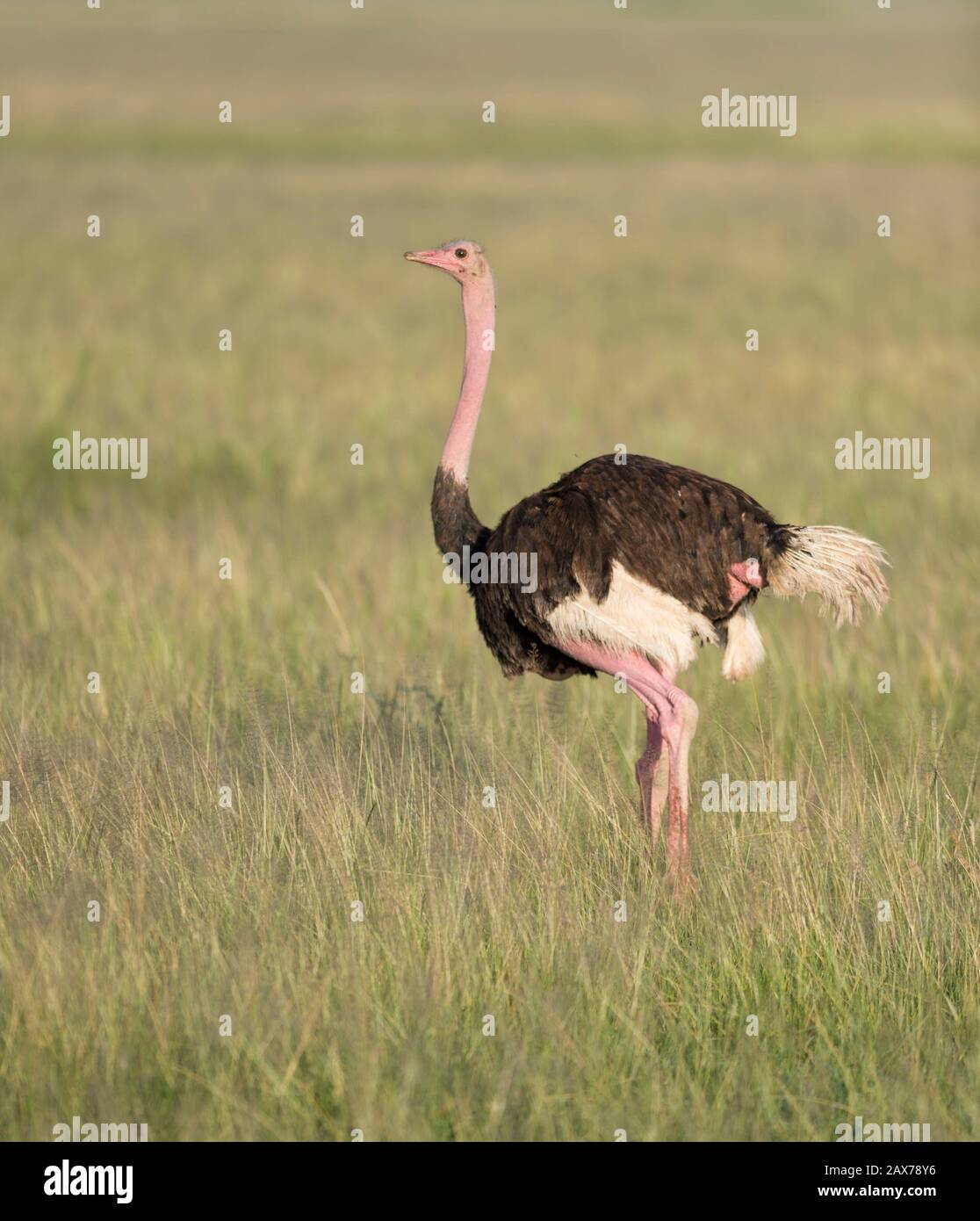 Ostrich male in green grass seen at Masai Mara, Kenya, Africa Stock ...
