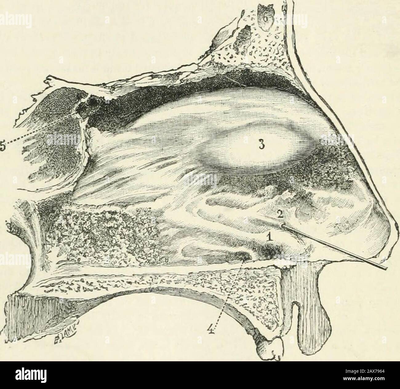 Membrane muqueuse hi-res stock photography and images - Alamy