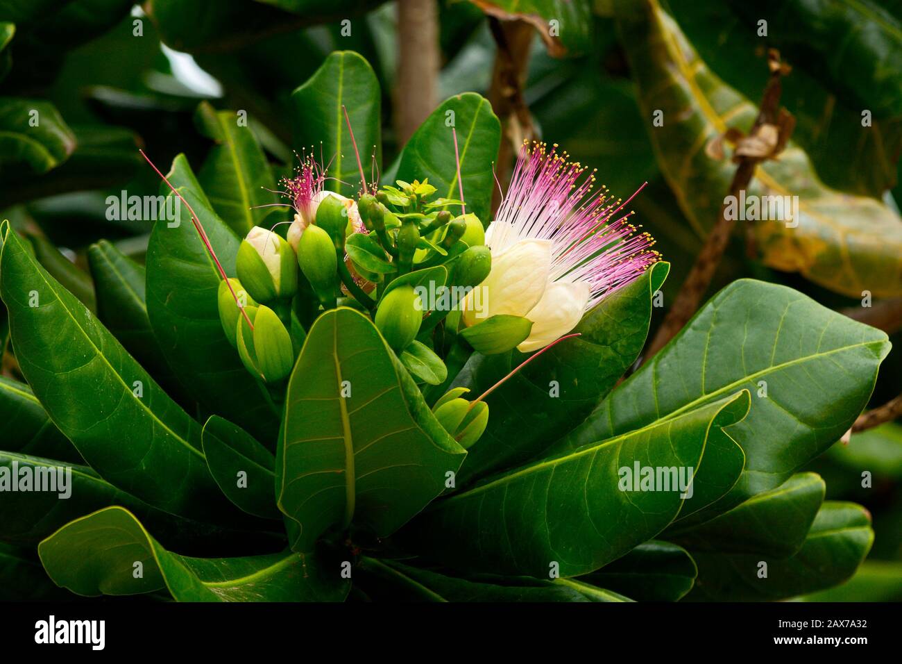 Barringtonia asiatica hi-res stock photography and images - Alamy