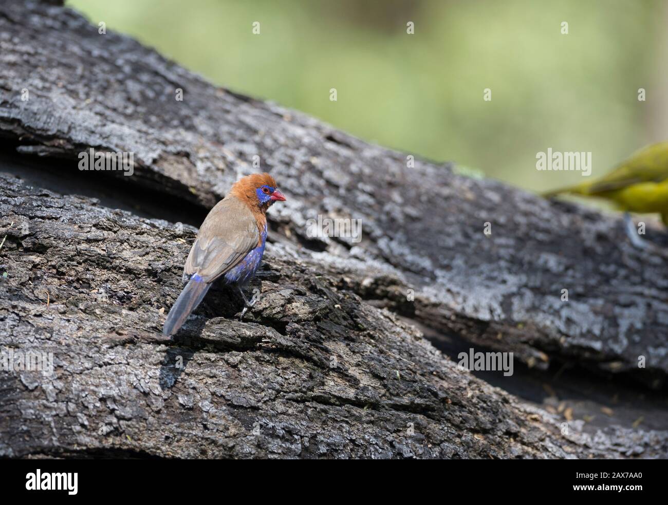 Purple Grenadier male on a tree bark seen at Masai Mara, Kenya, Africa ...