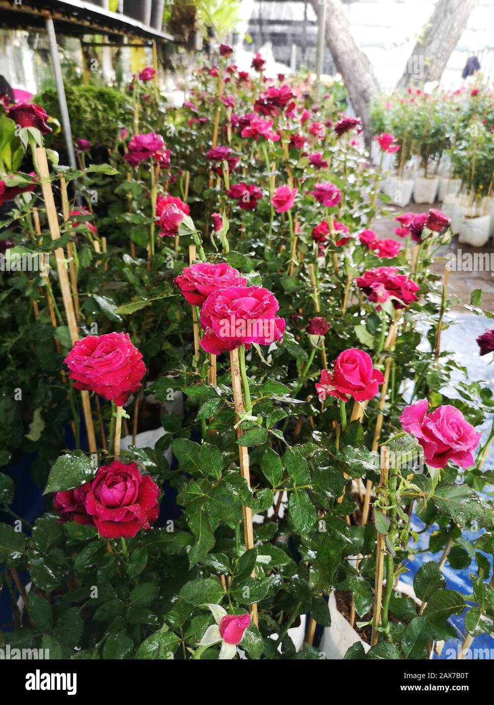 Red color rose hi-res stock photography and images - Alamy