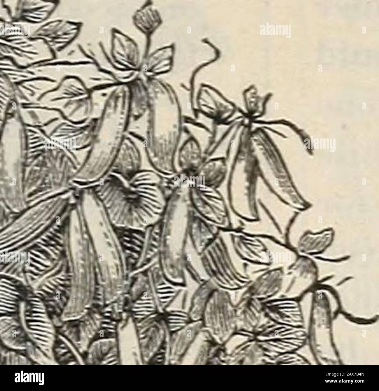 Smooth and wrinkled pea hi-res stock photography and images - Alamy