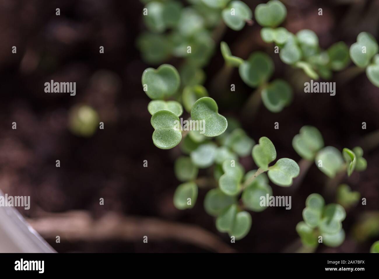 Plant sprouting. Seedling on black soil. Just growing fresh green Stock ...