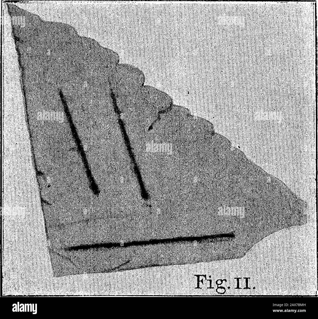 The Action of Plants on a Photographic Plate in the Dark . Russell, Roy ...