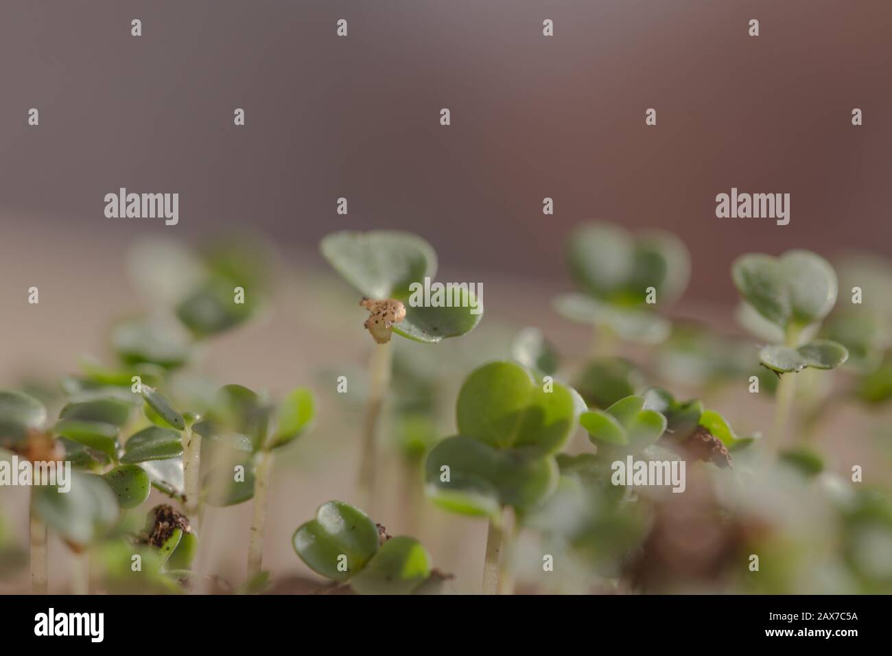 Plant sprouting. Seedling on black soil. Just growing fresh green Stock ...