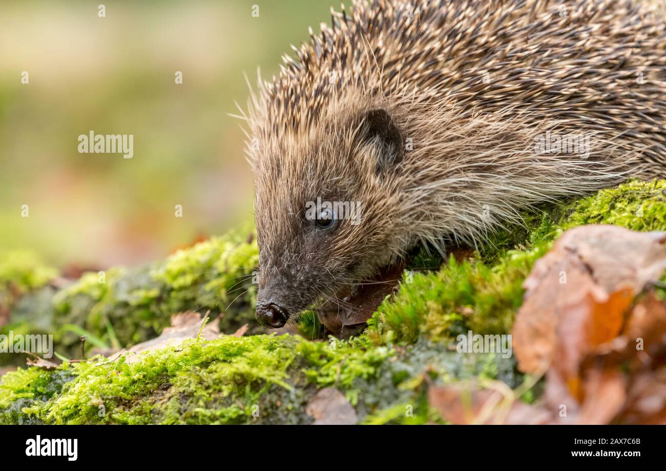 Native British Animals High Resolution Stock Photography and Images - Alamy