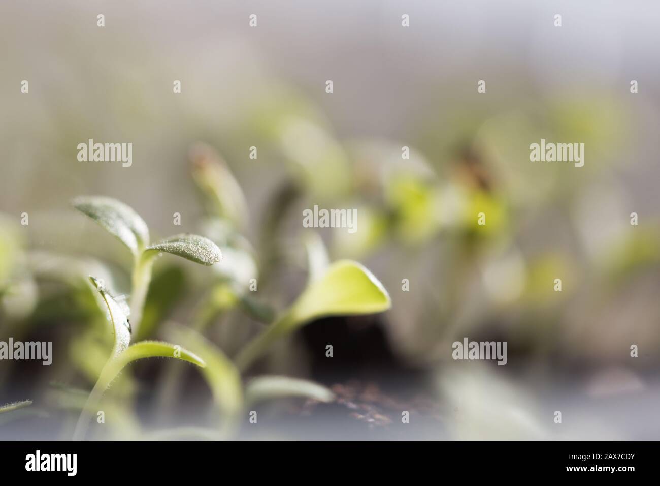 Plant sprouting. Seedling on black soil. Just growing fresh green salad ...