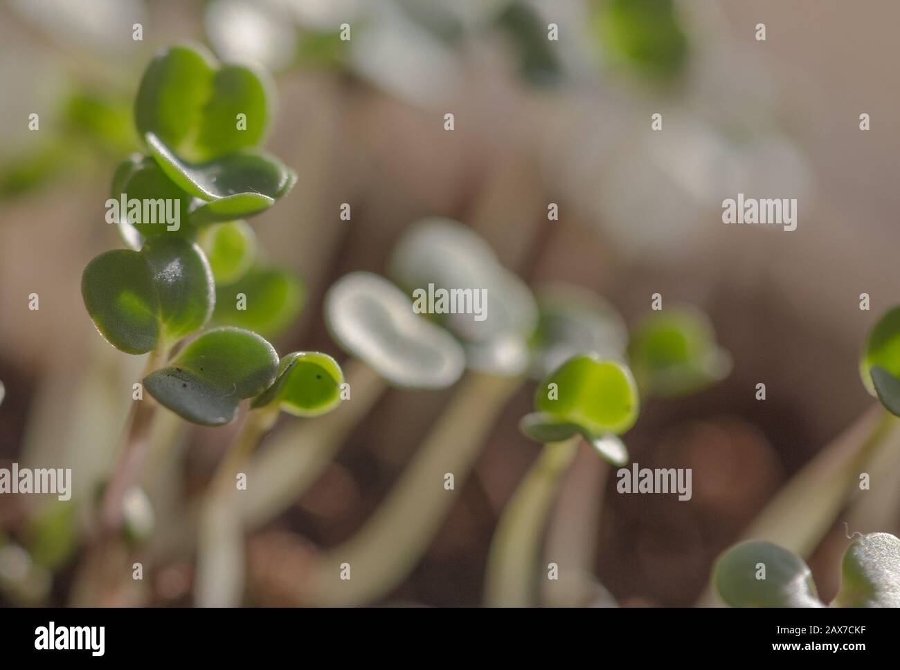 Plant sprouting. Seedling on black soil. Just growing fresh green Stock ...