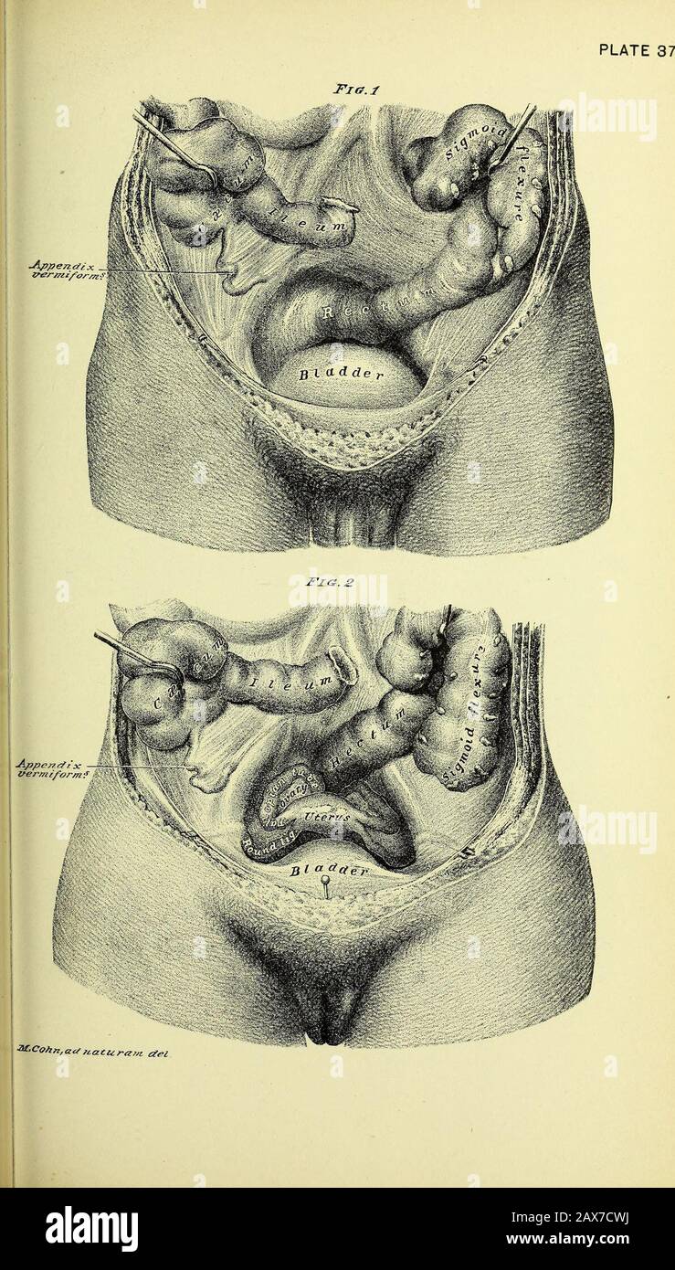 Practical human anatomy [electronic resource] : a working-guide for ...