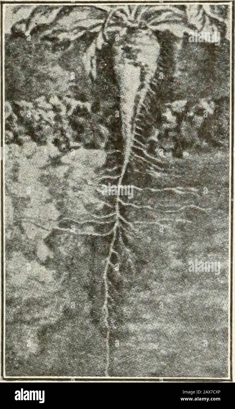 Beet root underground hi-res stock photography and images - Alamy