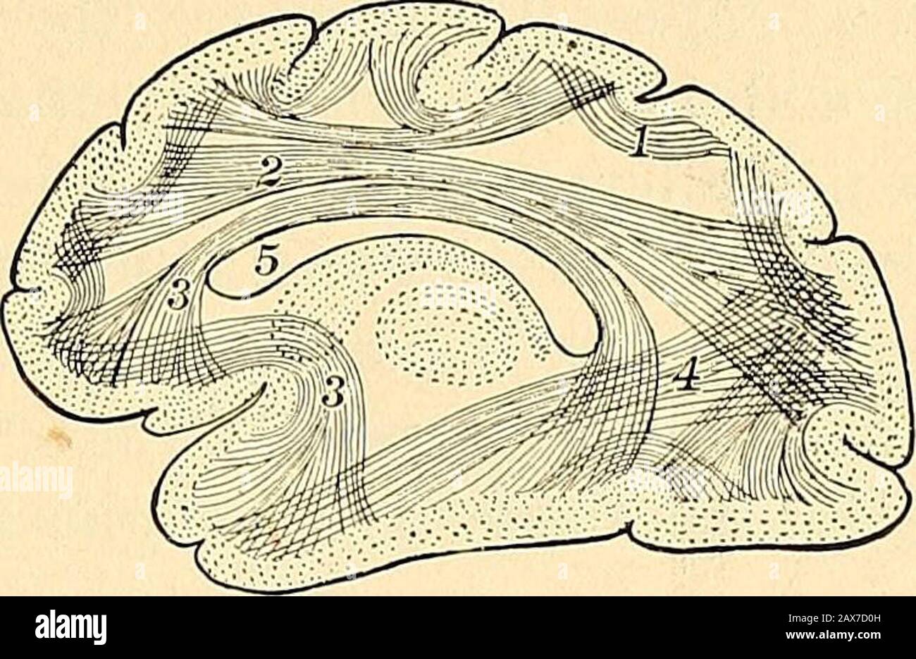 An introductory psychology, with some educational applications ...