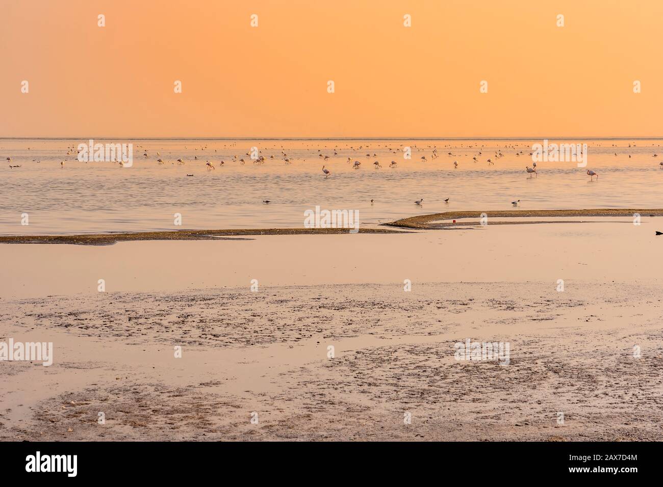 Flamingoes at sunset in the salt ponds near Walvis Bay in Namibia Stock ...