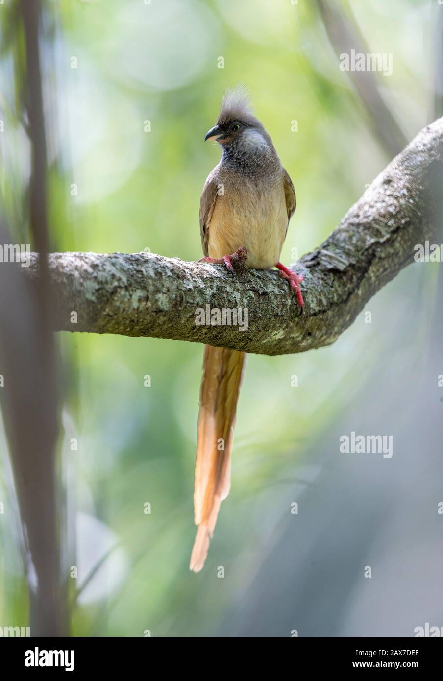 Speckled Mousebird seen at Masai Mara, Kenya, Africa Stock Photo - Alamy